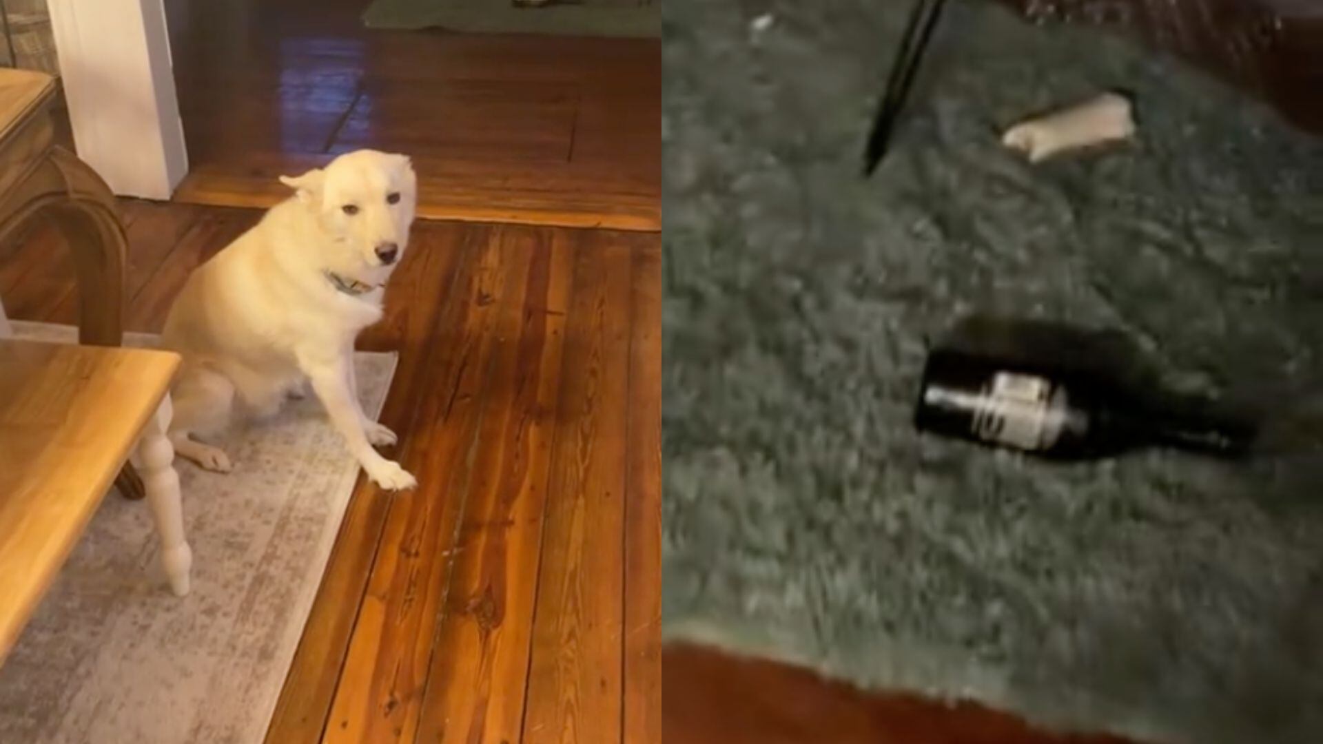 Como Ayudas A Un Perro Borracho