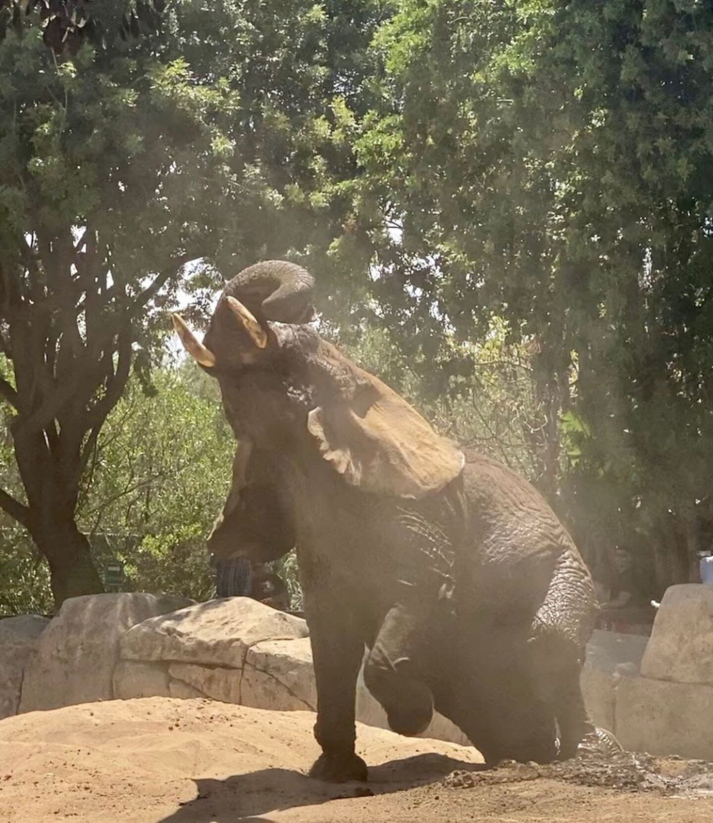 Elefanta Ely, además de triste, lucha contra lesiones irreversibles en ...