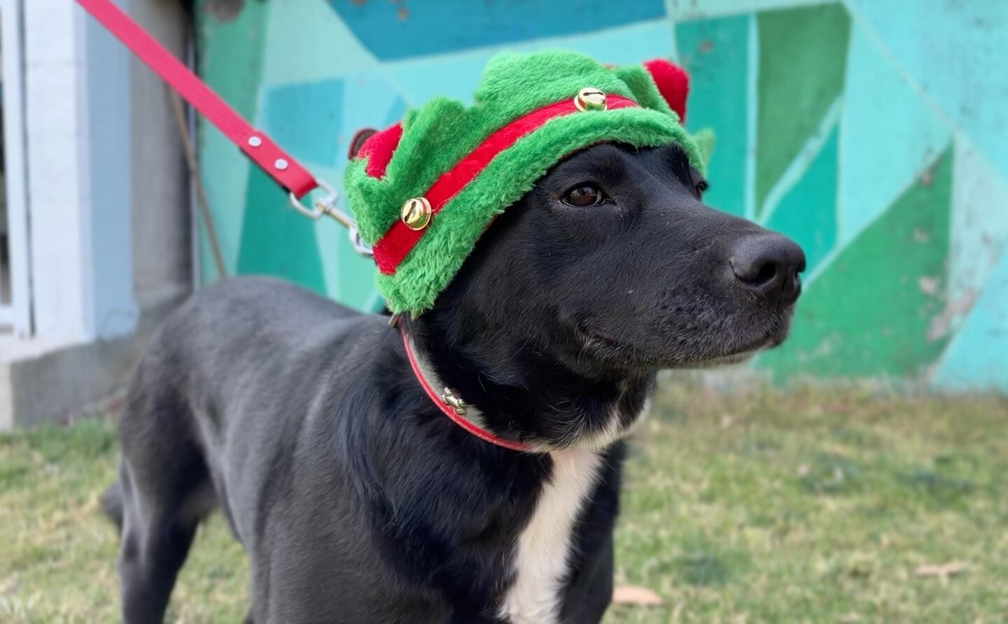 Con patitas y corazón: lomitos del Metro CDMX ayudan a Santa y a los ...
