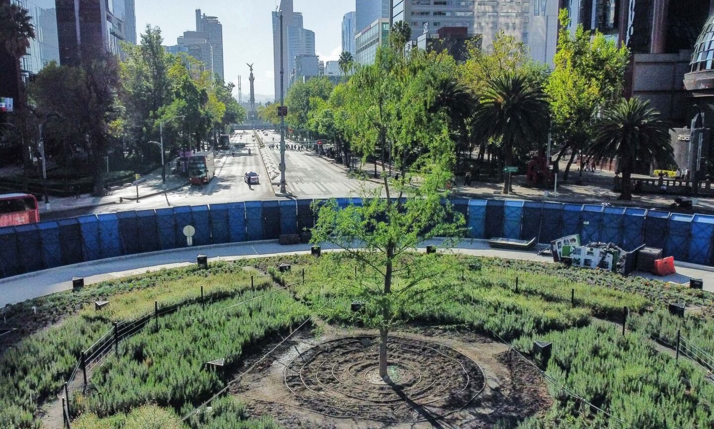 Ahuehuete de Reforma se adapta a CDMX y forma ramas nuevas de hasta 40 ...
