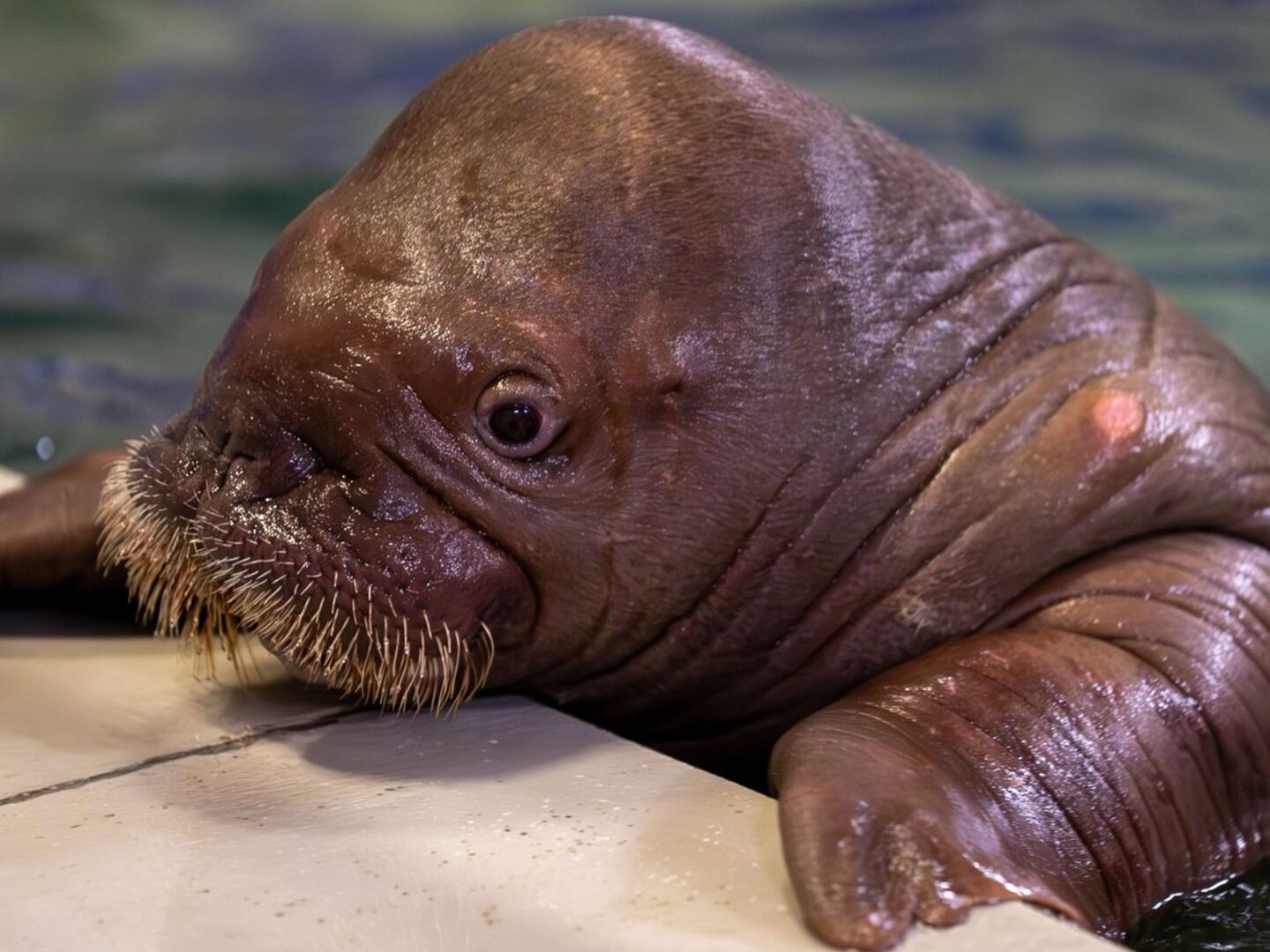 Conoce la conmovedora historia de Ukiaq, la morsa bebé rescatada en ...