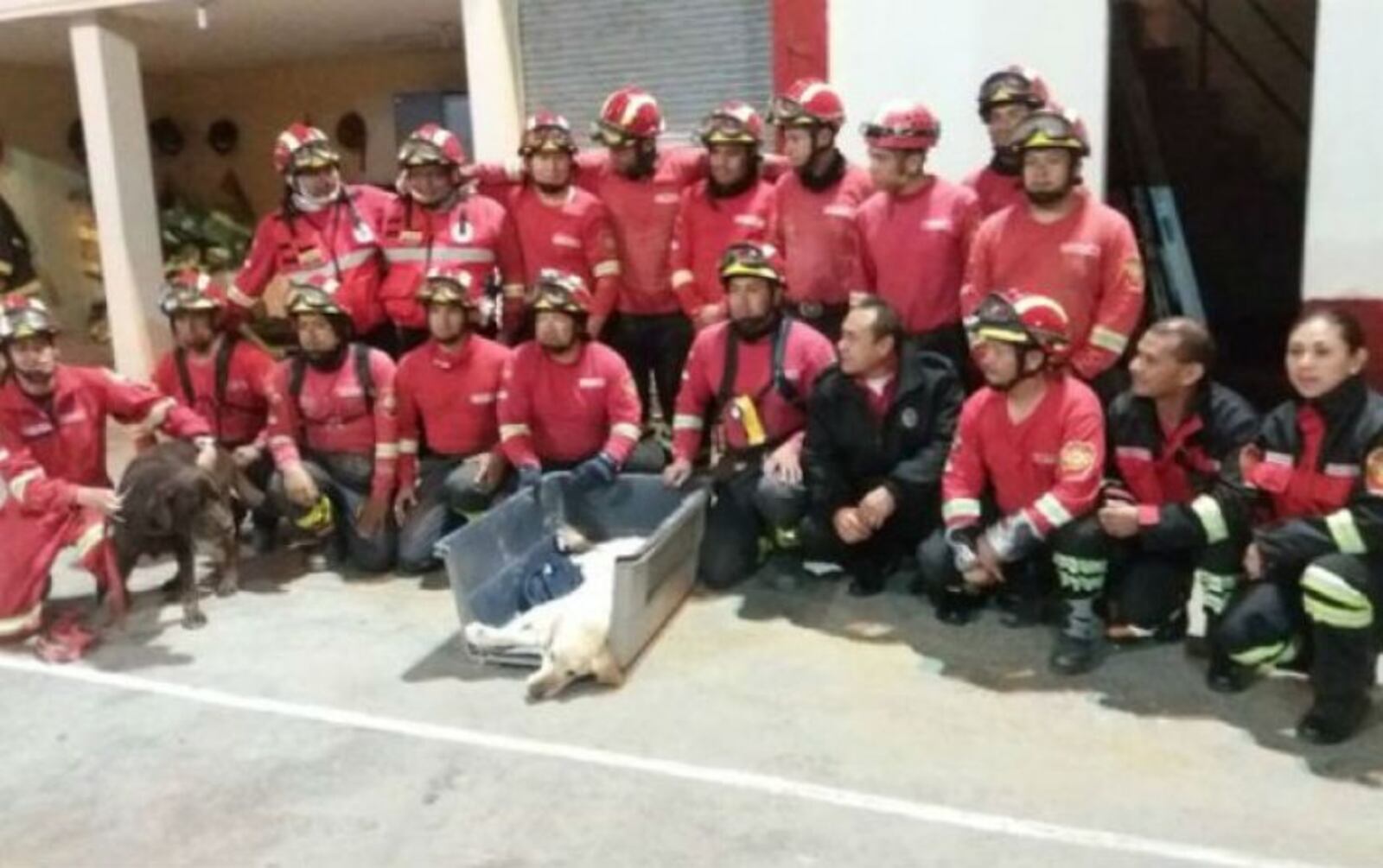 Animales: Dayko, el perro rescatista que falleció en Ecuador ...