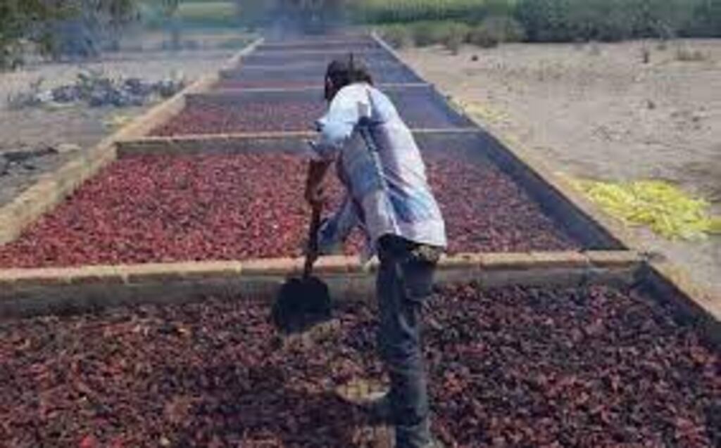 Chipotle: Descubre la historia y proceso de elaboración de este chile ...