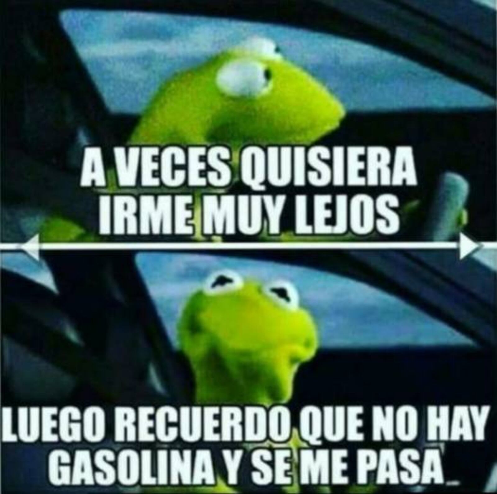 Los mejores memes de la Rana René y sus valiosas lecciones sobre ...