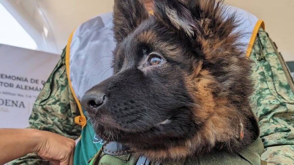 Arkadas, el pastor alemán turco, se gradúa como soldado del Ejército ...