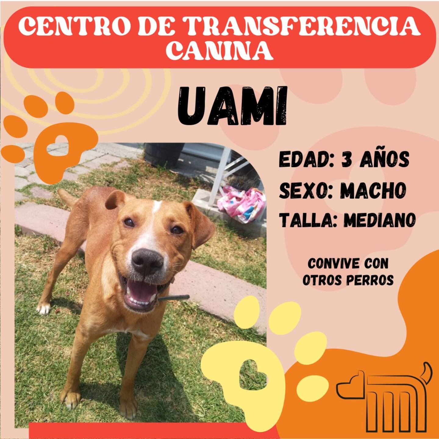 Metro anuncia ‘Croquetón’: Así puedes ayudar a los perritos rescatados ...