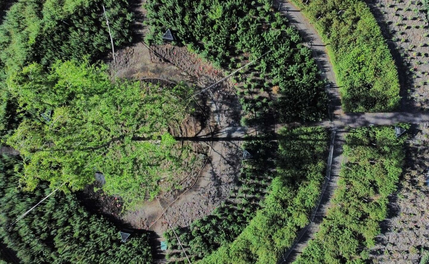 Ahuehuete de Reforma se adapta a CDMX y forma ramas nuevas de hasta 40 ...