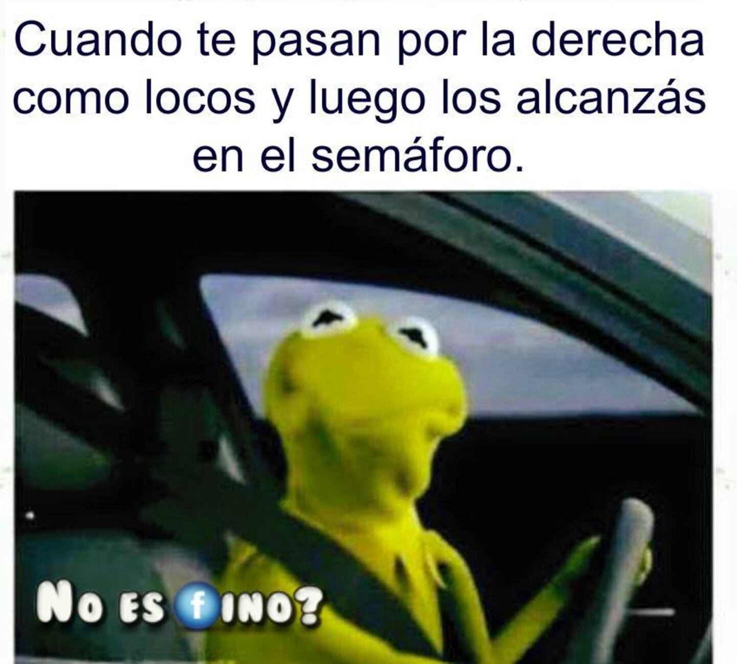 Los mejores memes de la Rana René y sus valiosas lecciones sobre ...