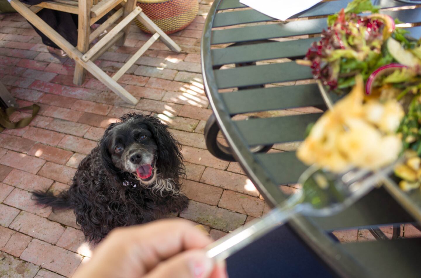 Top 10 de restaurantes aptos para mascotas en México – Publimetro México