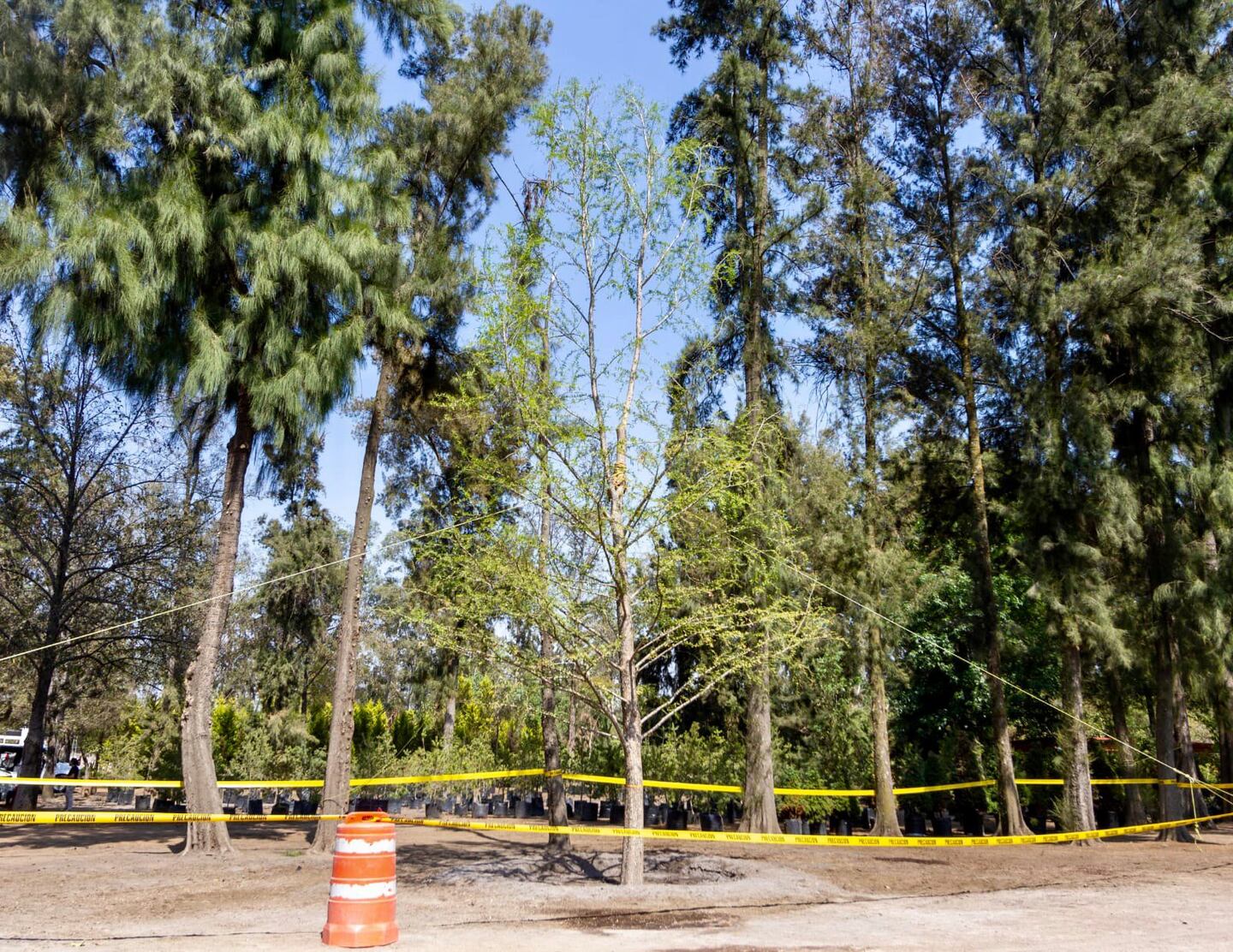 Ahuehuete motivos del retiro anticipado de Paseo de la Reforma ...