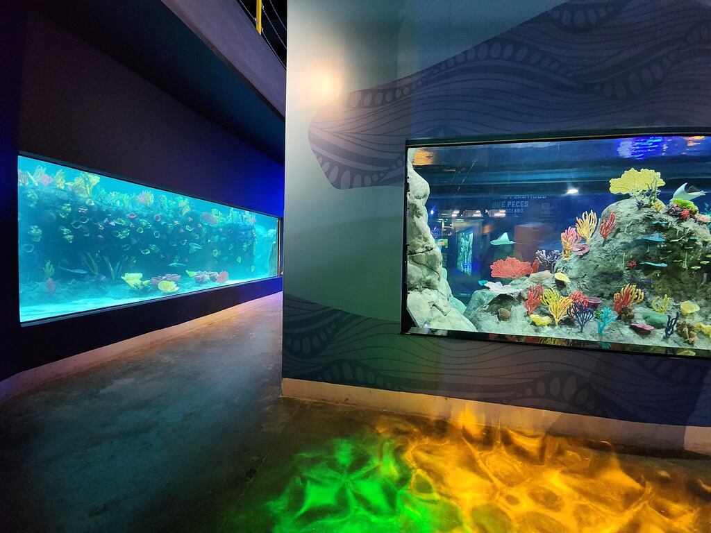Acuario Michin: especies marinas que podrás observar en la CDMX ...