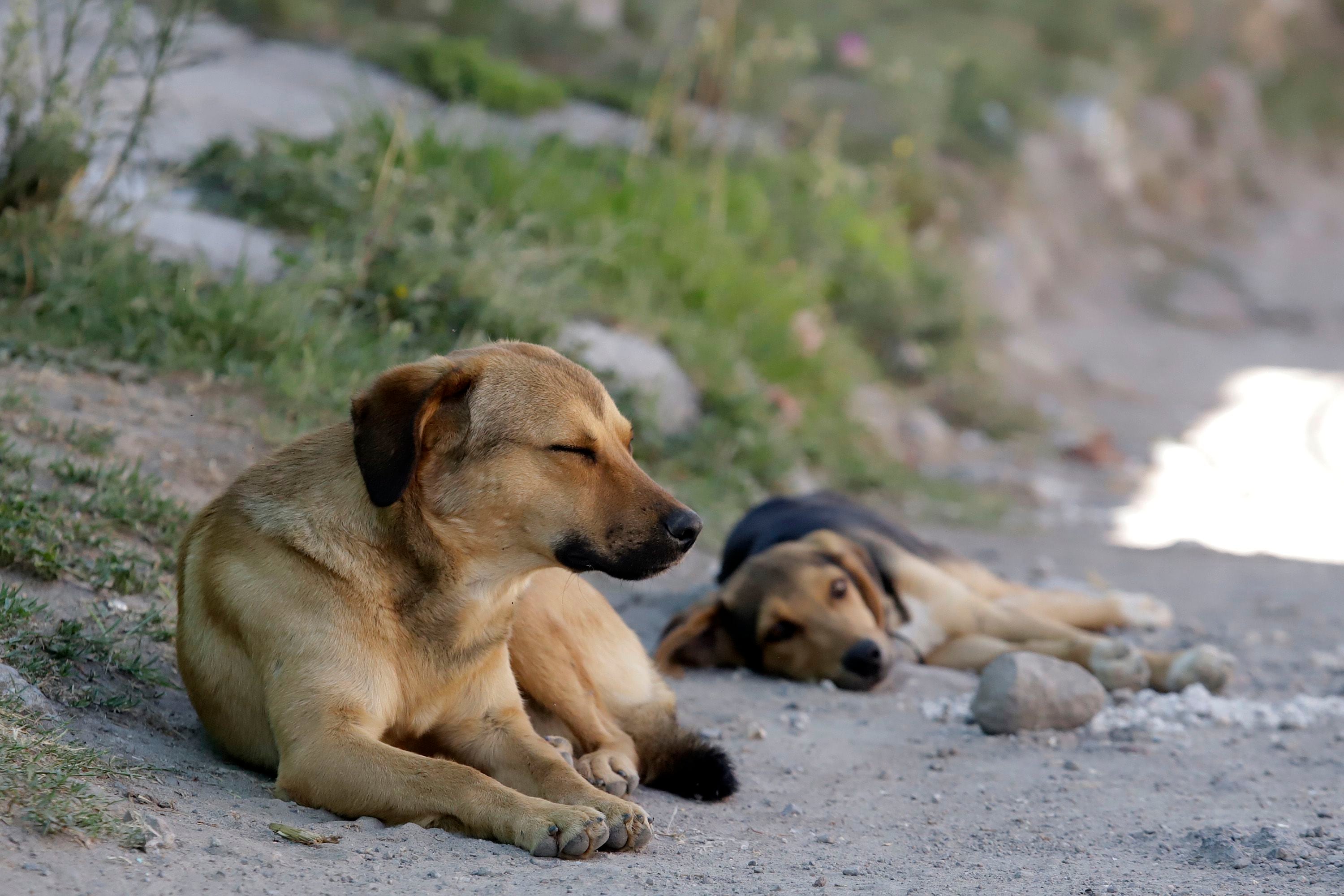 Hay Perros Callejeros En Puerto Rico